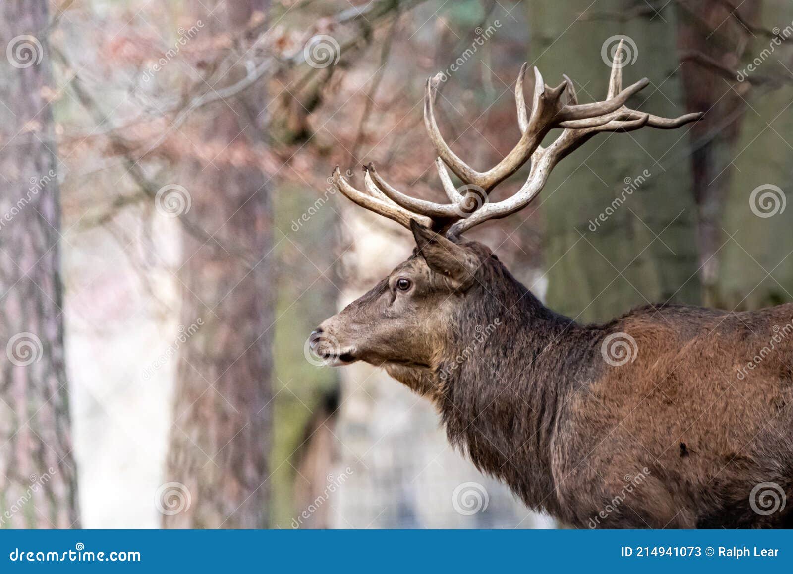 A Red Buck Deer Looking Left Stock Image - Image of contrast, stag ...