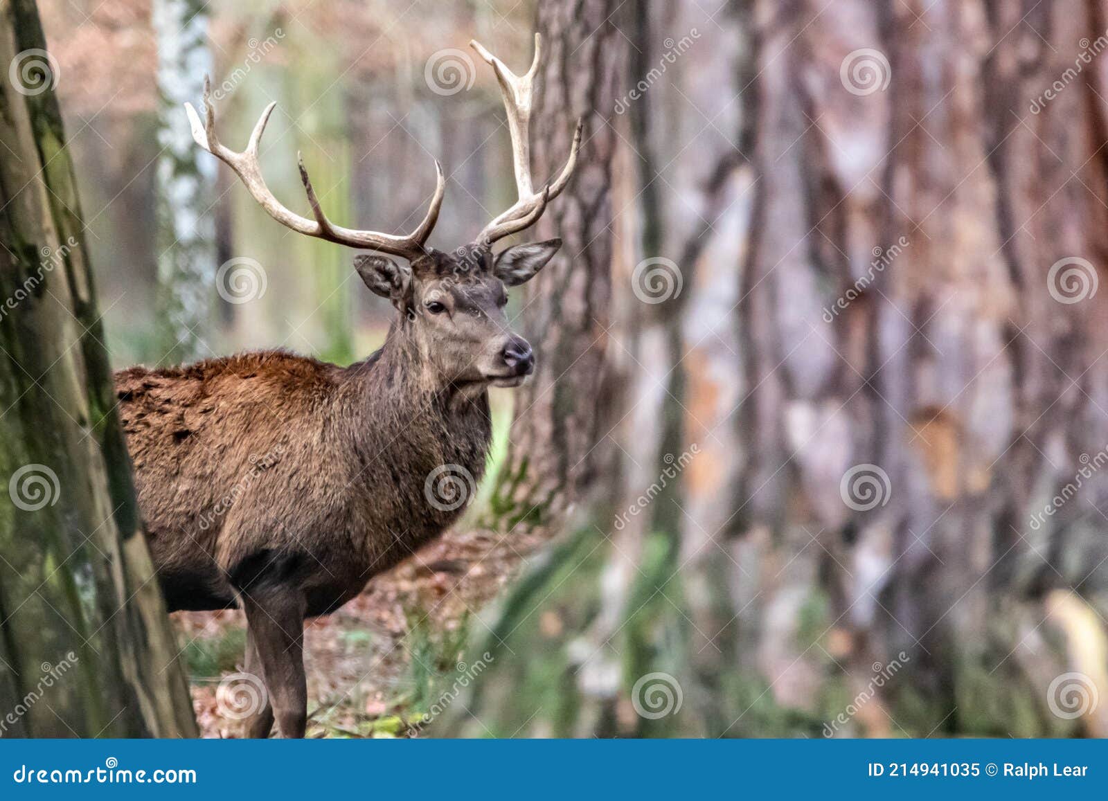 A Red Buck Deer Looking Right Stock Image - Image of deer, buck: 214941035