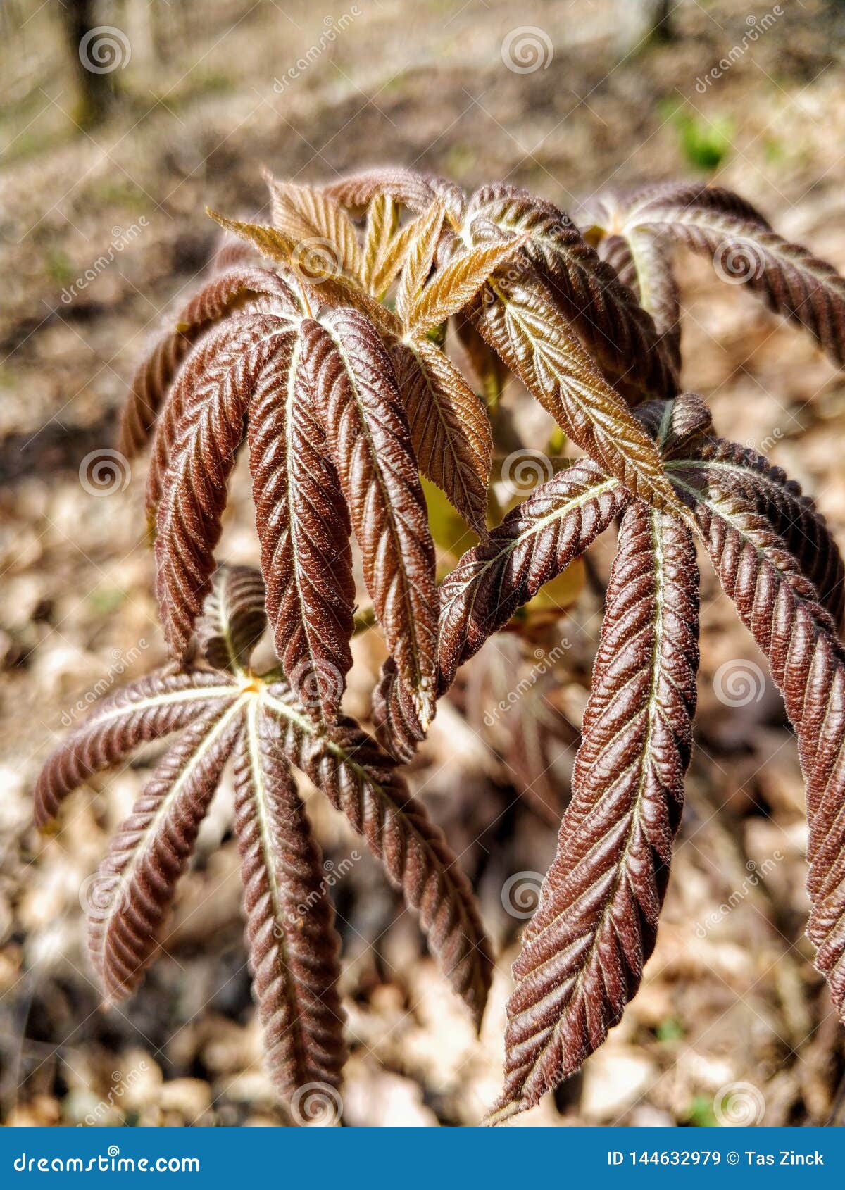 Red Buckeye Leaves stock image. Image of arkansas, tree - 144632979