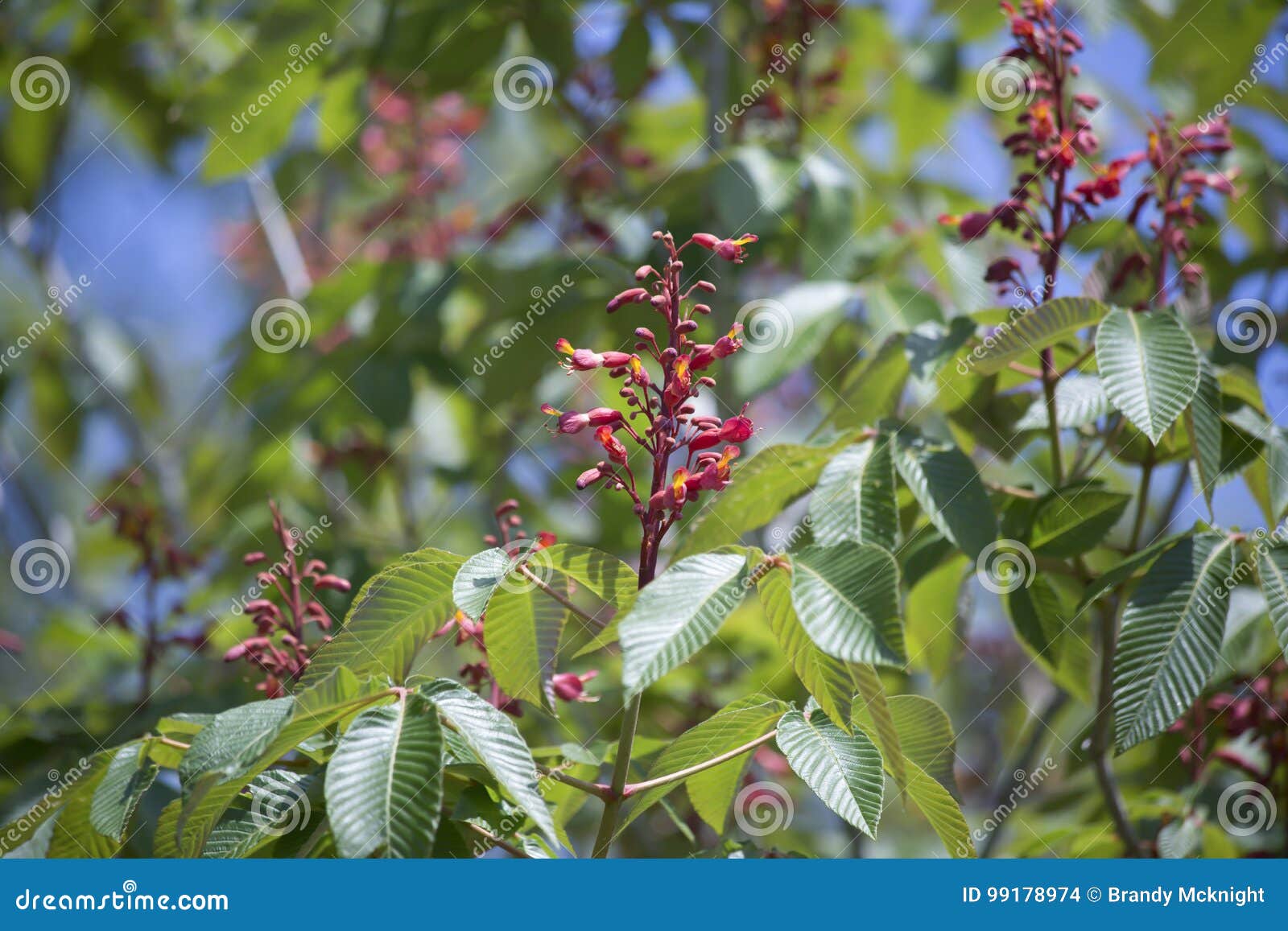 Red Buckeye Tree stock photo. Image of bouquet, delicate - 99178974