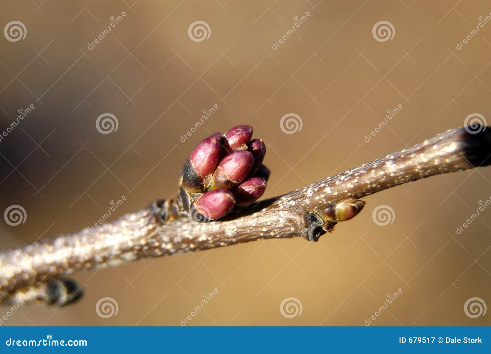 Red bud stock image. Image of stem, tree, spring, grow - 679517