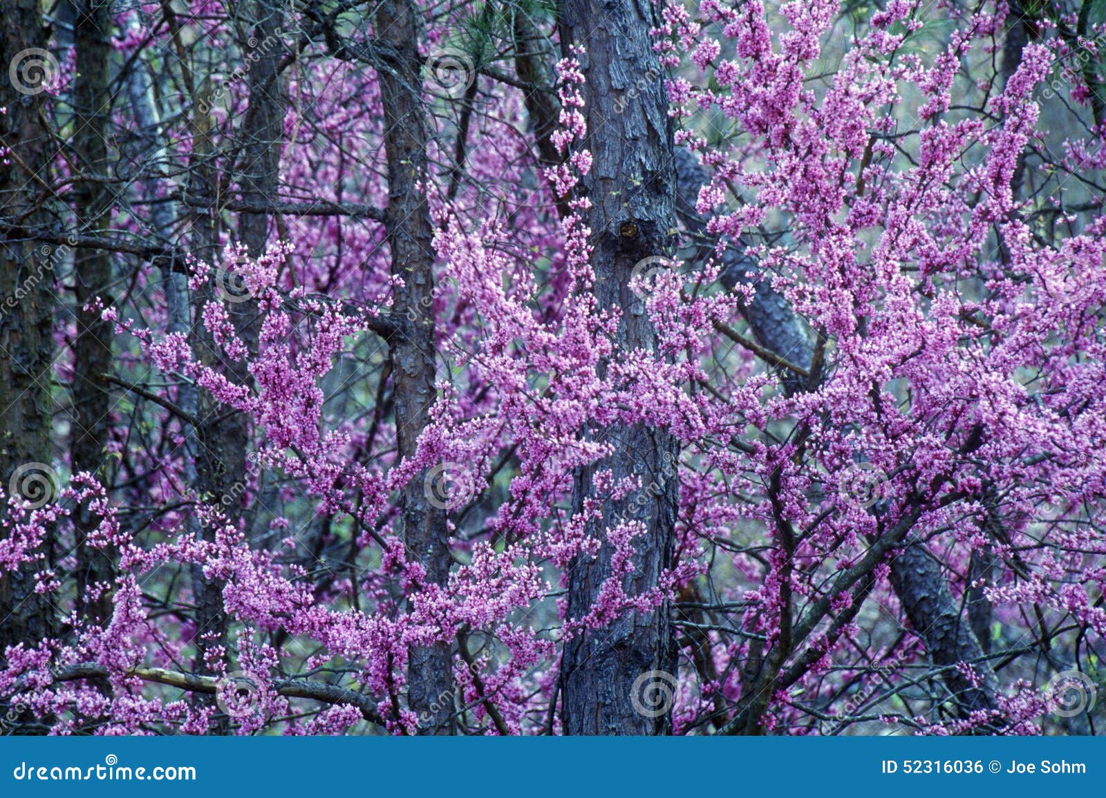 Red Bud in bloom, KY stock photo. Image of states, flower - 52316036