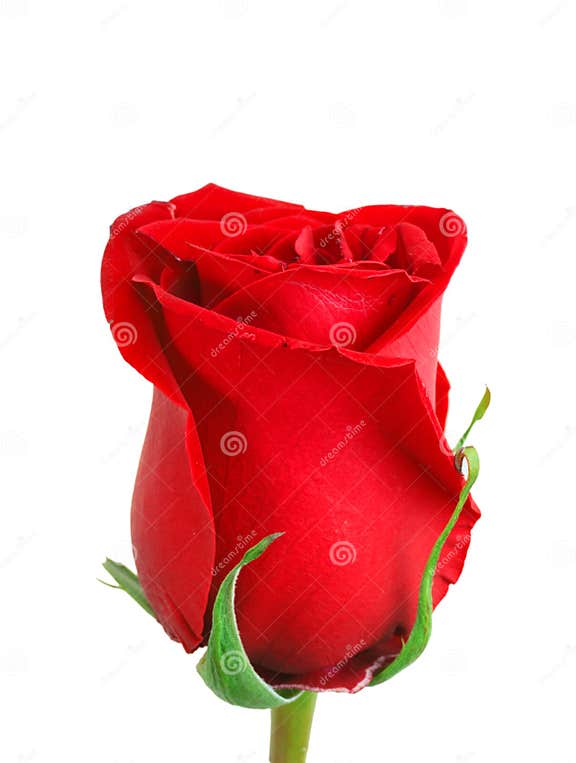 Red bud-flower of rose stock photo. Image of background - 24542142