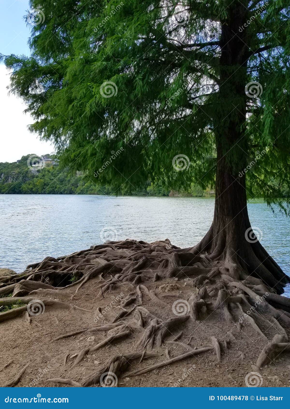 Tree with Roots in Every Directions Stock Photo - Image of tree, park ...