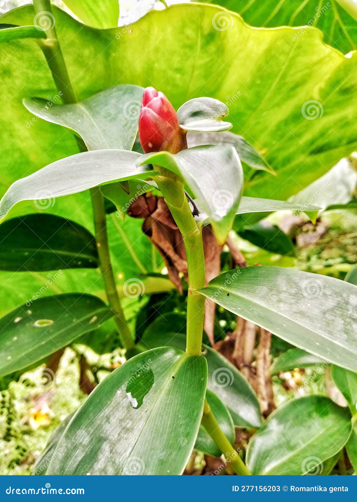 Red Bud Leaves Ready To Bloom at Any Time Stock Image - Image of ...