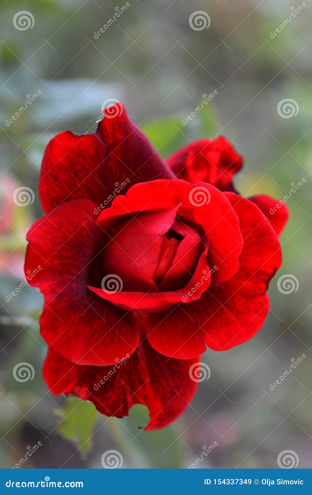 Red Bud of Rose in the Yard Stock Image - Image of petal, color: 154337349