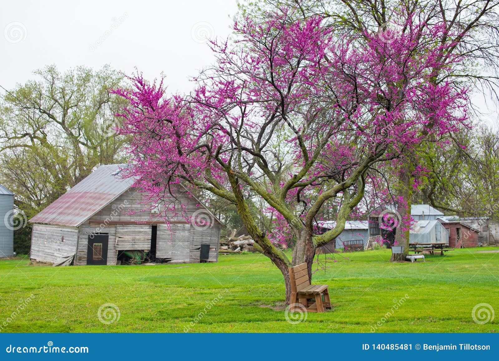 A Red Bud Tree Blooming in Spring Stock Image - Image of beautiful ...
