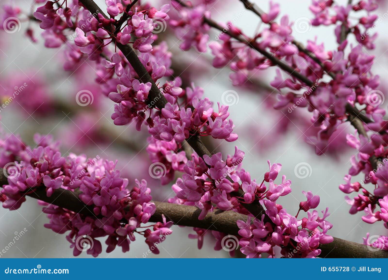 Red Bud Tree Blooms stock photo. Image of north, animals - 655728