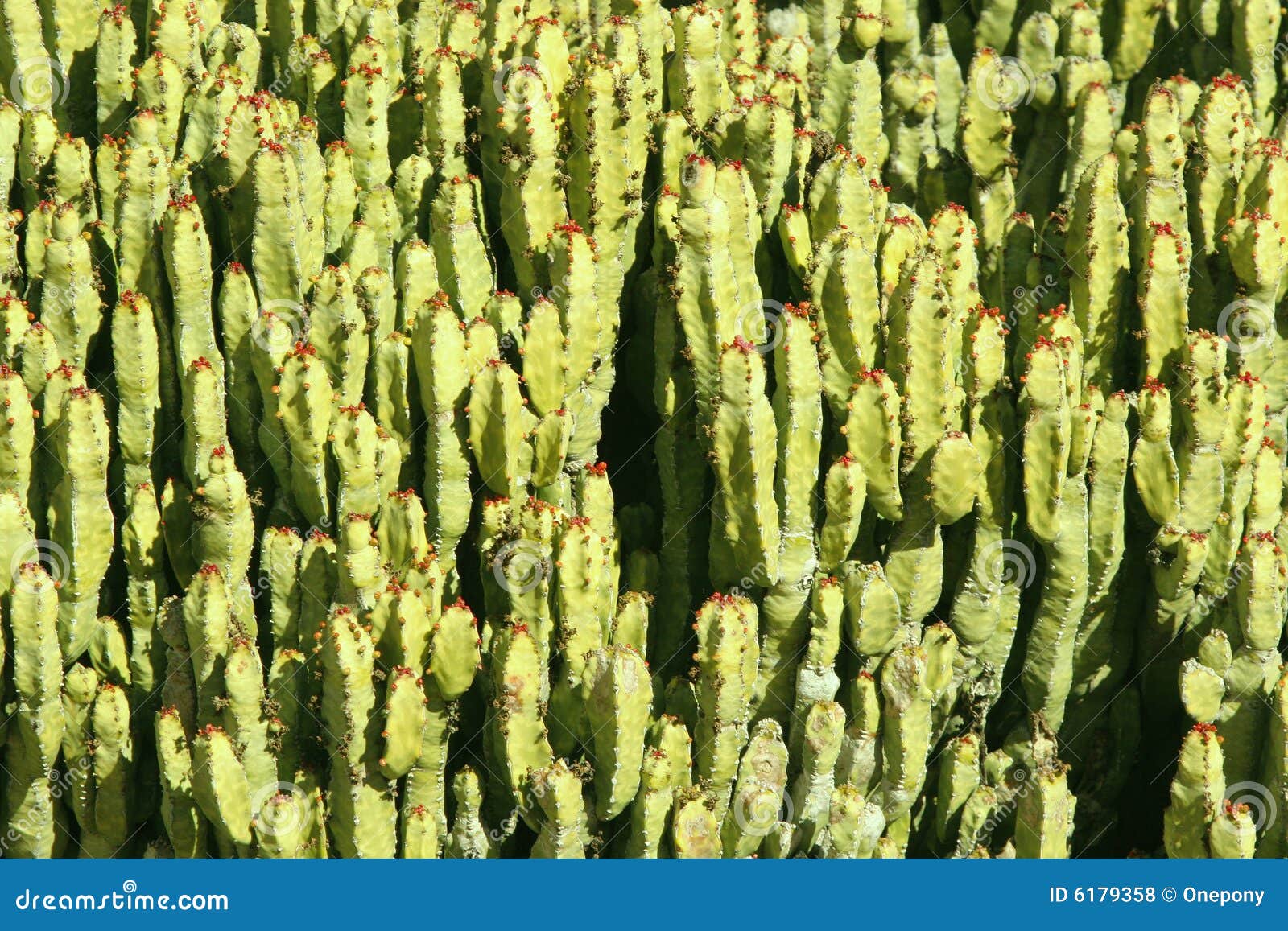 Red Budded Cactus stock photo. Image of plant, desert - 6179358