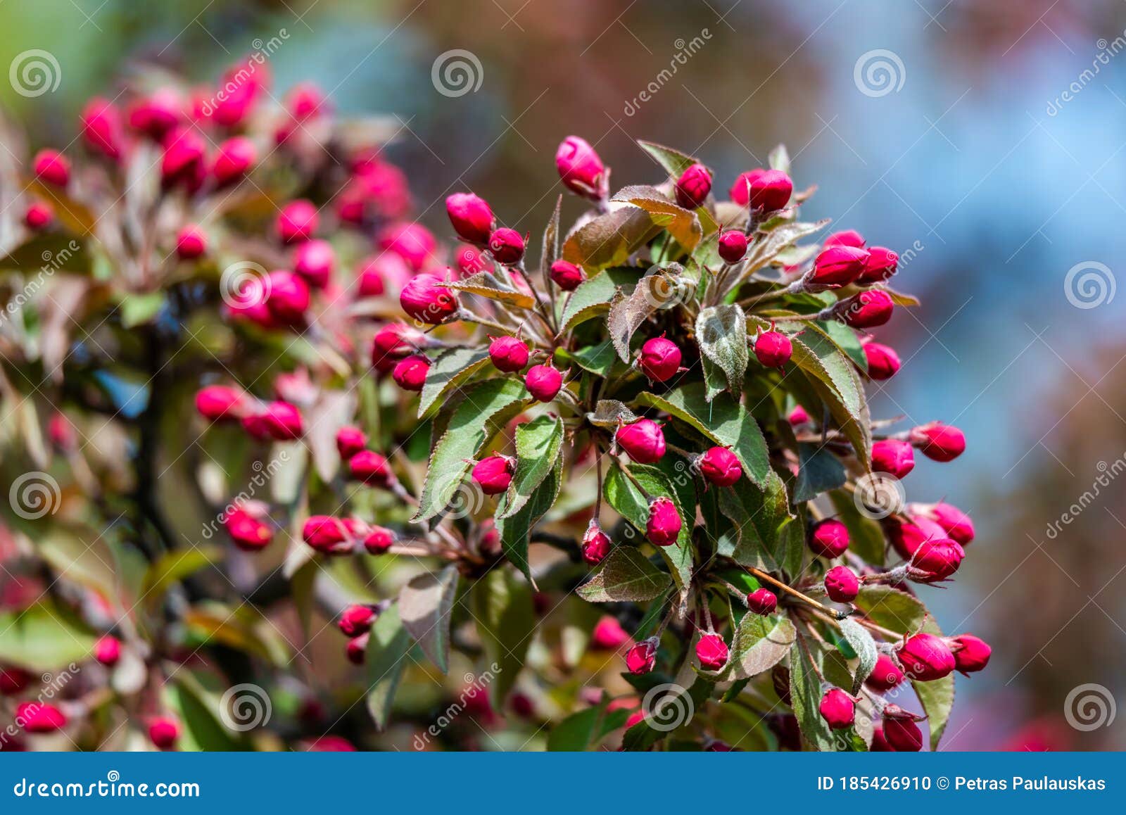 Red buds of the apple tree stock photo. Image of fresh - 185426910