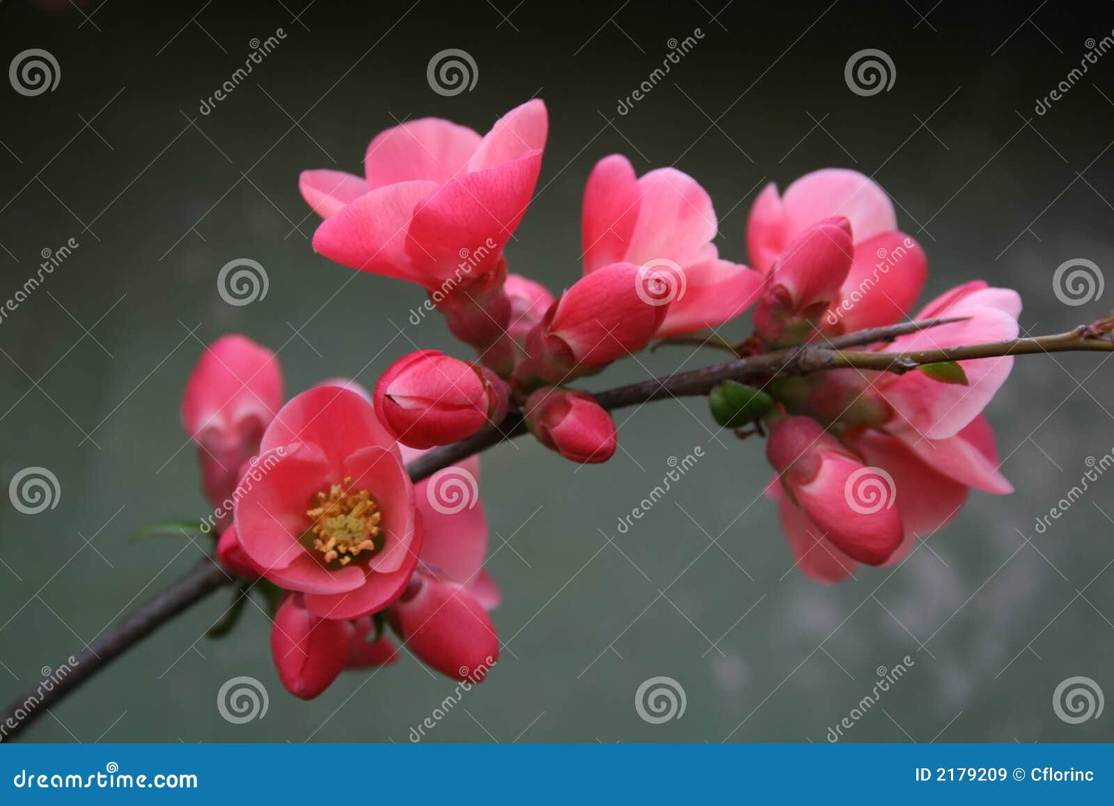Red buds and flowers stock image. Image of garden, growth - 2179209