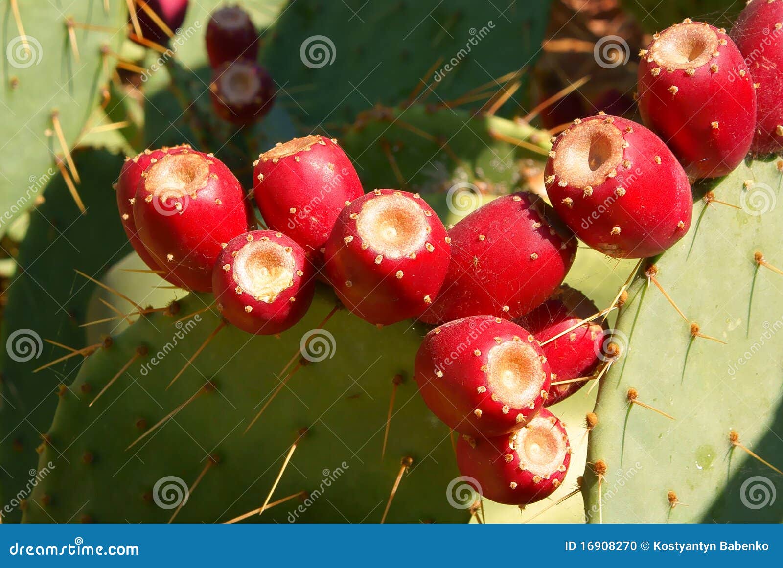 Red buds on a green cactus stock photo. Image of nature - 16908270