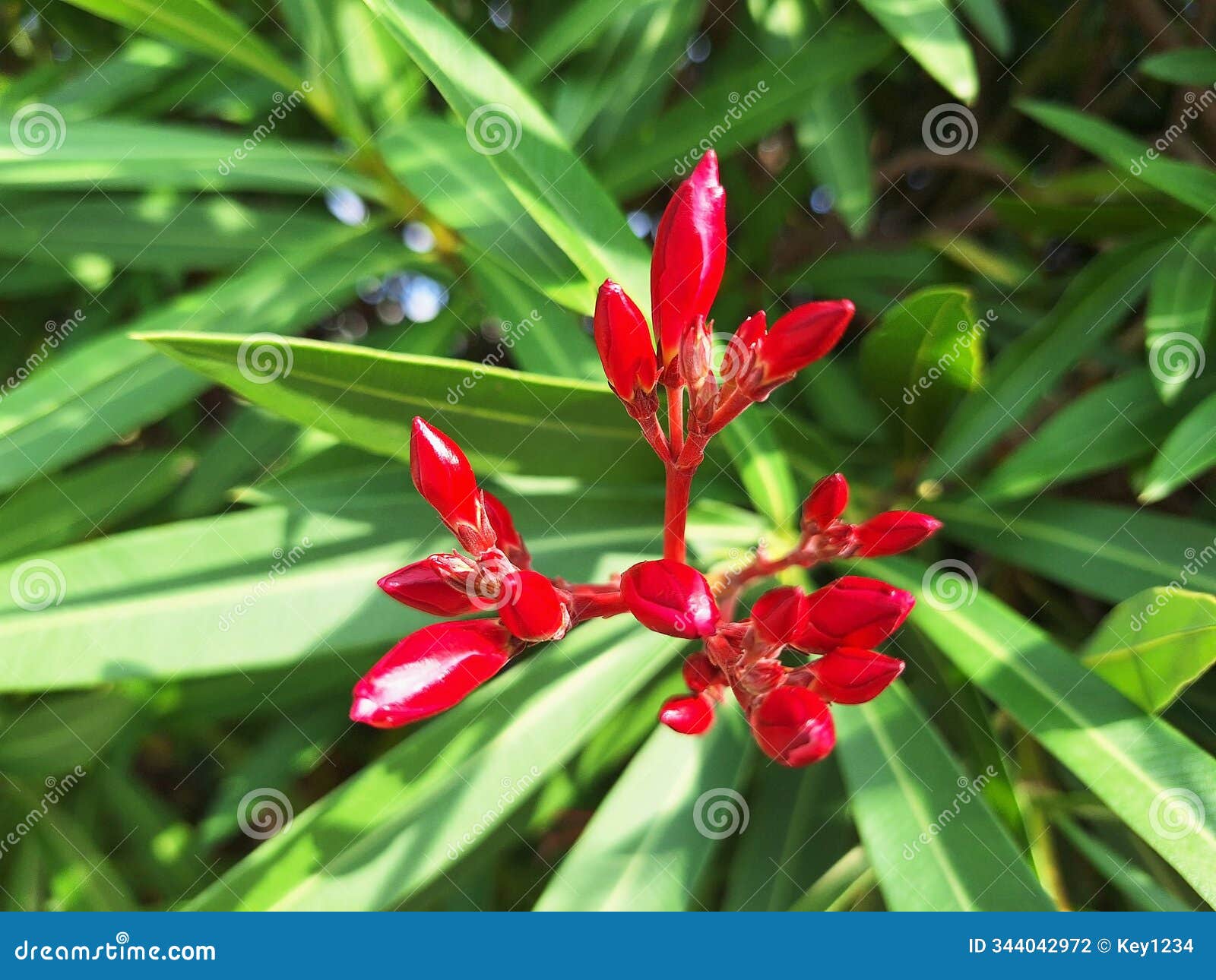 Red Buds of Nerium Oleander Stock Photo - Image of beautiful, oleander ...