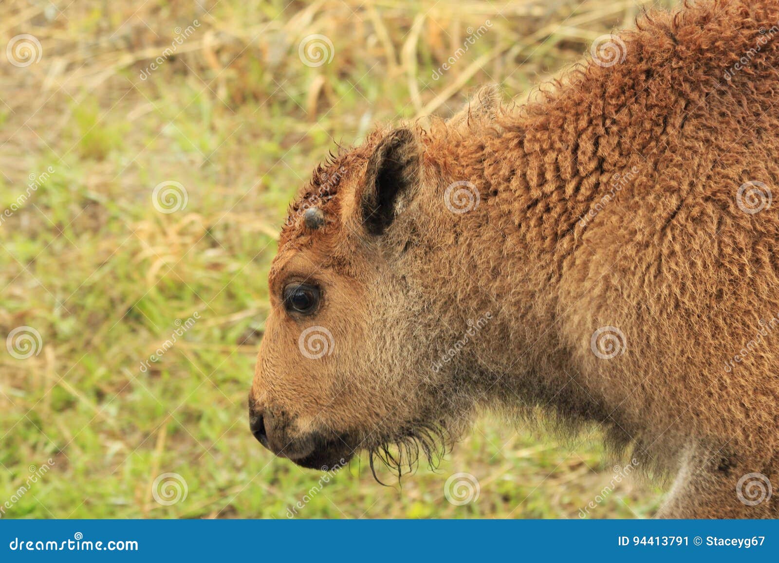 Red Buffalo Calf stock image. Image of young, buffalo - 94413791
