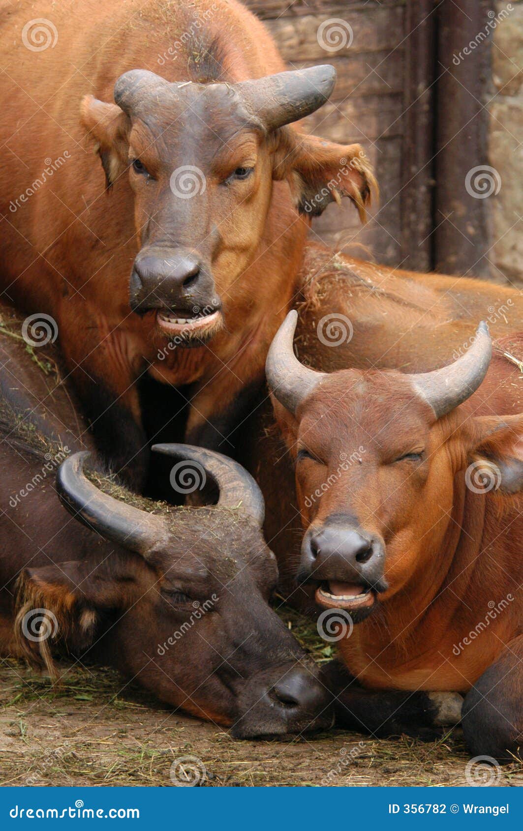 Red Buffaloes stock photo. Image of horn, mammal, beef - 356782