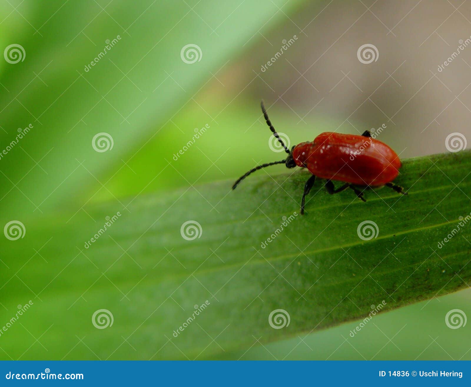 Red bug stock photo. Image of blades, bugs, blade, insects - 14836