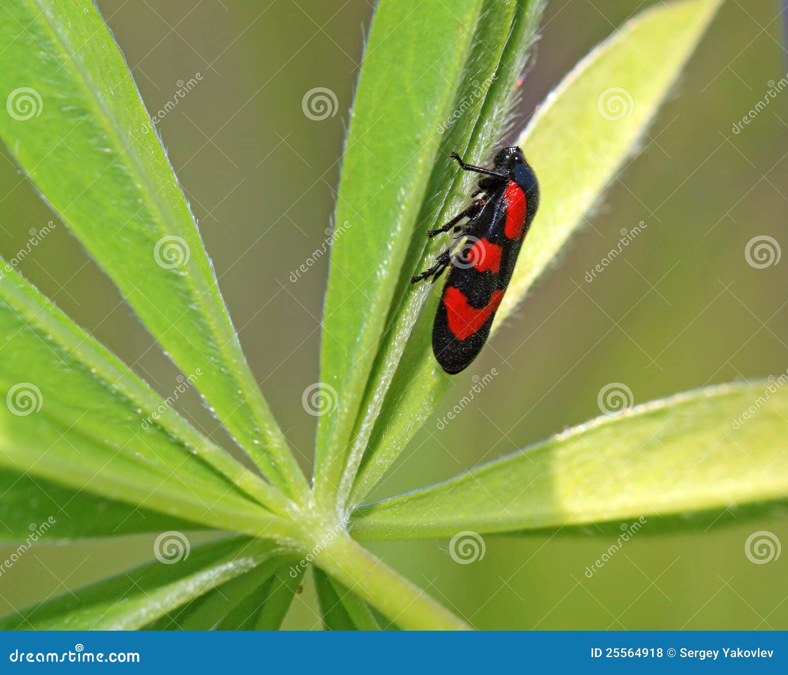 Red bug stock photo. Image of cute, environment, green - 25564918
