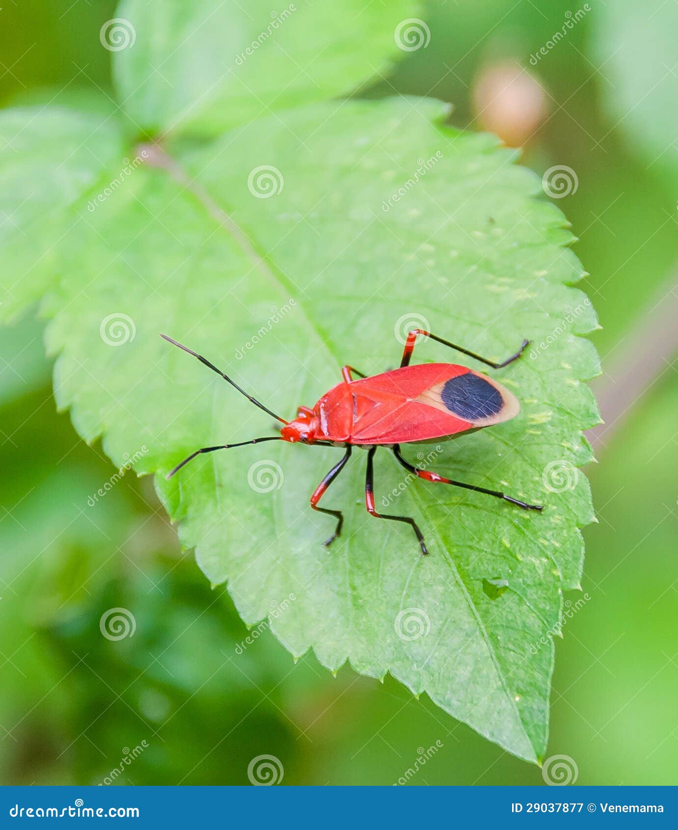 Red bug stock image. Image of small, natural, legs, nature - 29037877