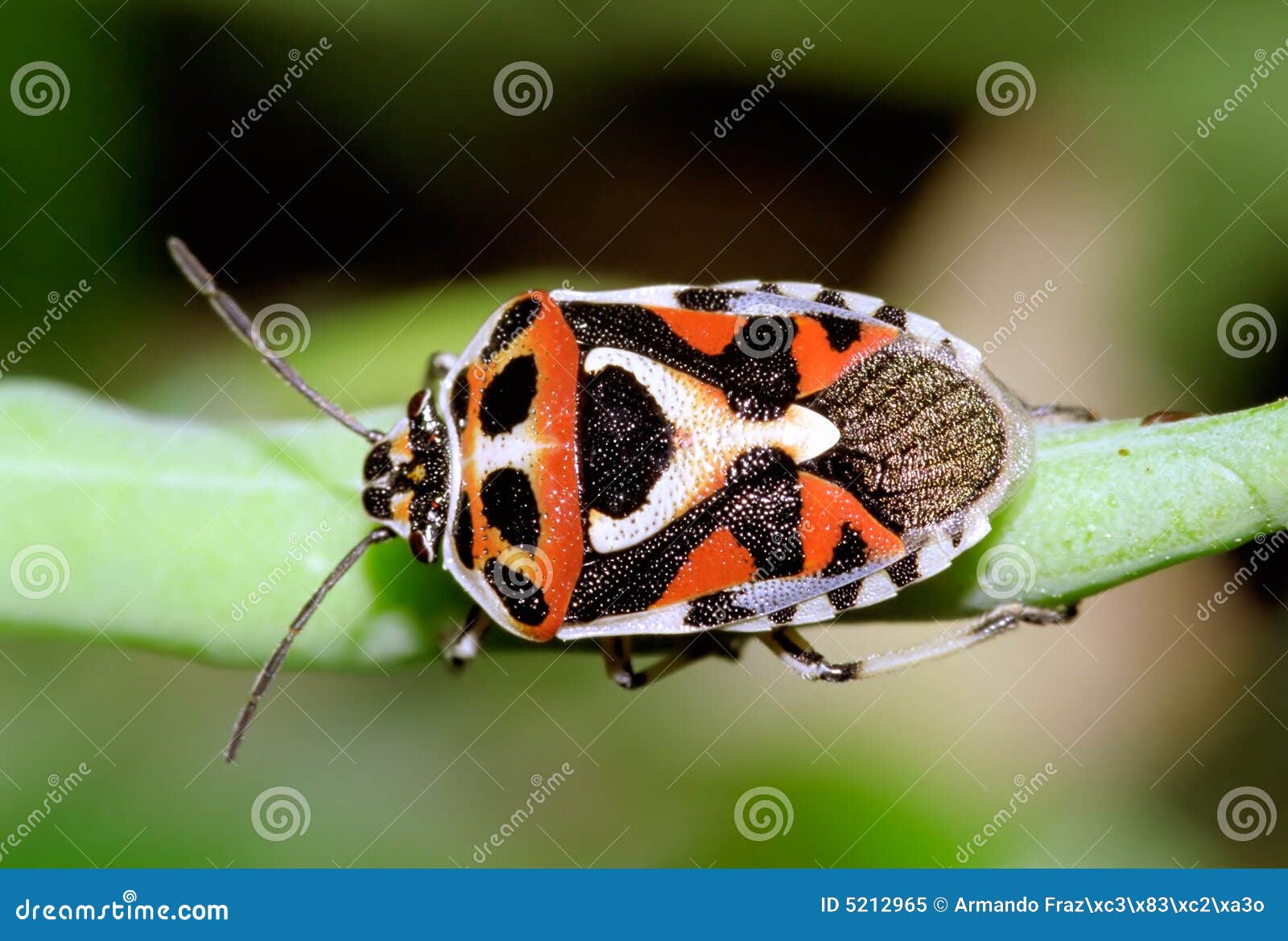 Red Bug stock image. Image of harlequin, pentatomidae - 5212965