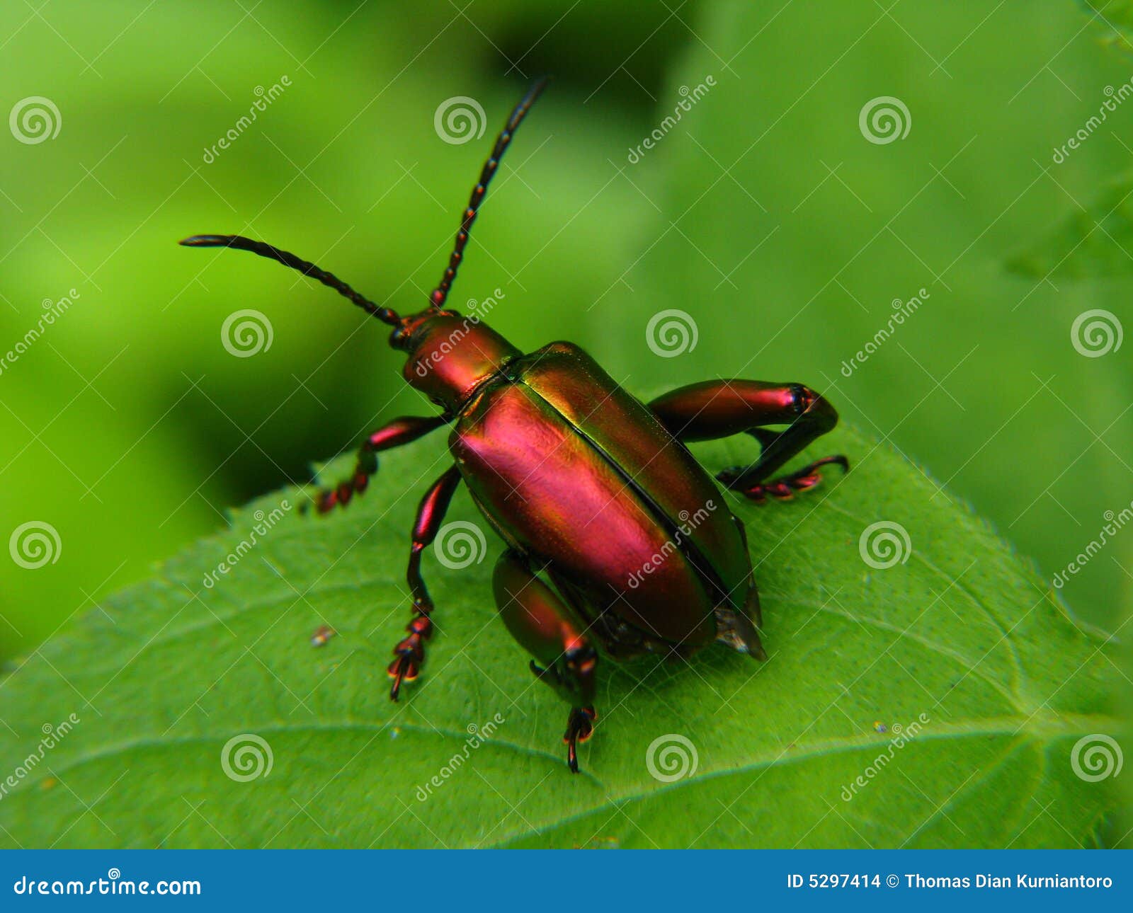 Red Bug stock photo. Image of wild, insect, green, nature - 5297414