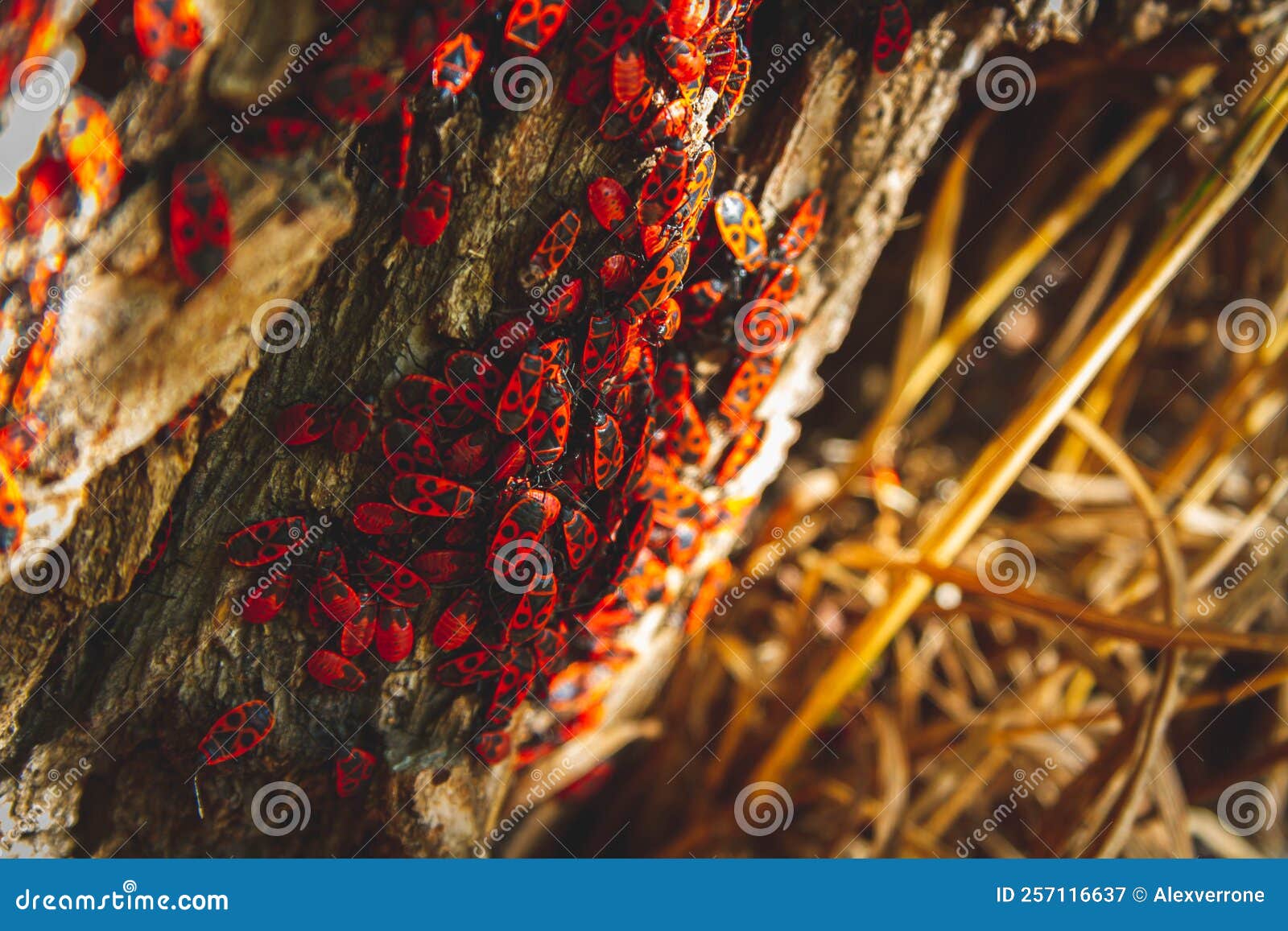 Red Bug. Accumulation of Soldier Bugs. Red Beetles in Sun Stock Image ...