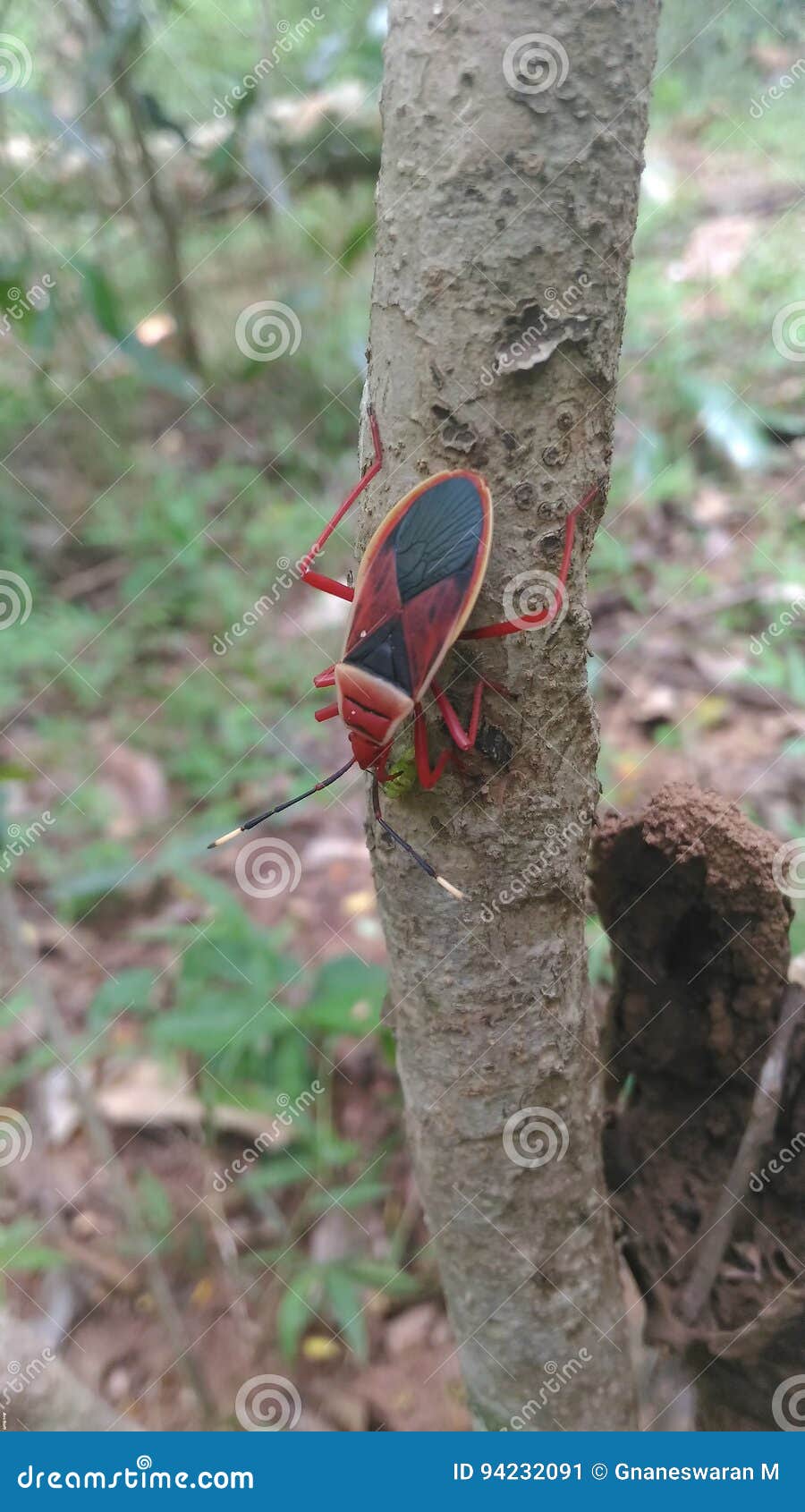 A Red Bug on the Bark of the Tree...... Stock Image - Image of bark ...