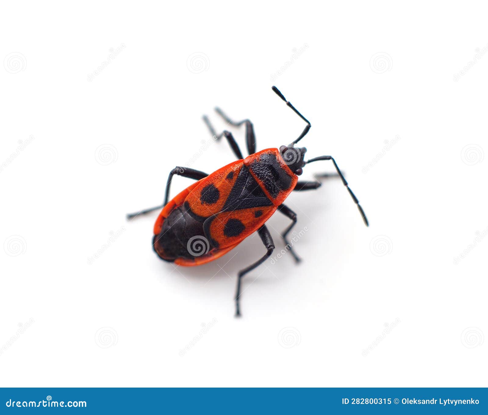 Red bug beetle stock image. Image of isolated, animal - 282800315