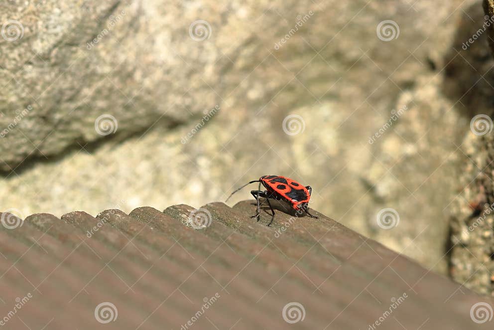 Red Bug with Black Dots Firebug on Wooden and Sandstone Background ...