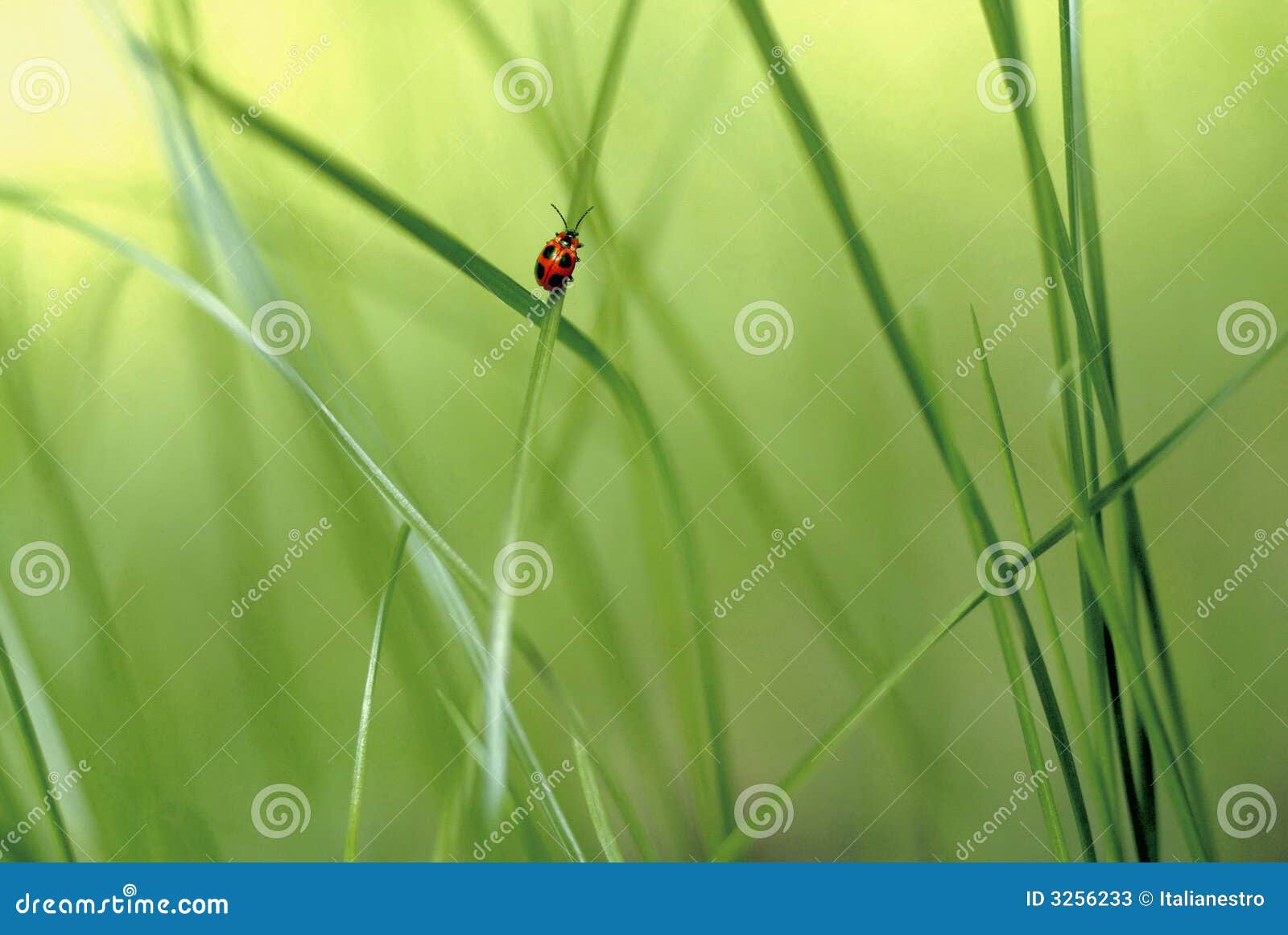Red Bug on a Blade of Grass 1 Stock Image - Image of scene, fragile ... Red Bug on a Blade of Grass 1 Stock Image - Image of scene, fragile ...