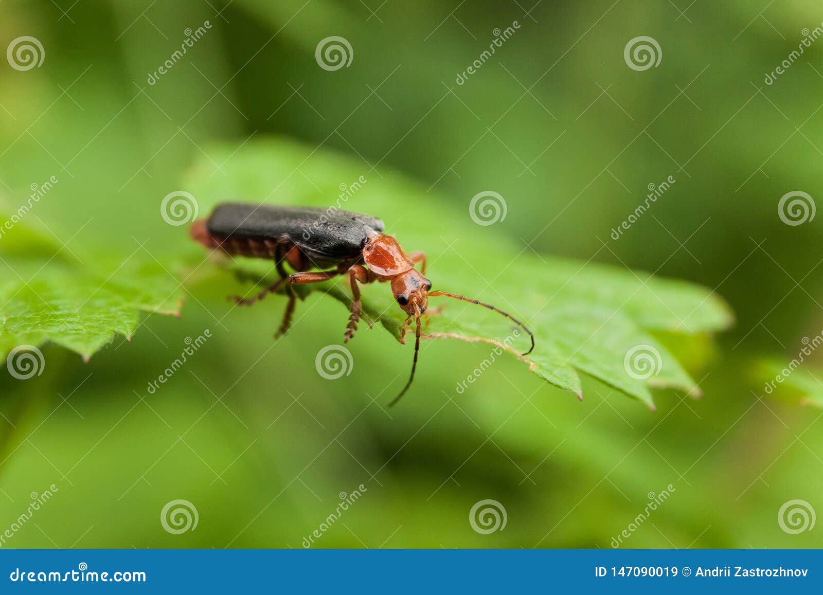 Red Bug on Blade Grass, Animal Armor Beetle. Firefly Insect Stock Image ... Red Bug on Blade Grass, Animal Armor Beetle. Firefly Insect Stock Image ...