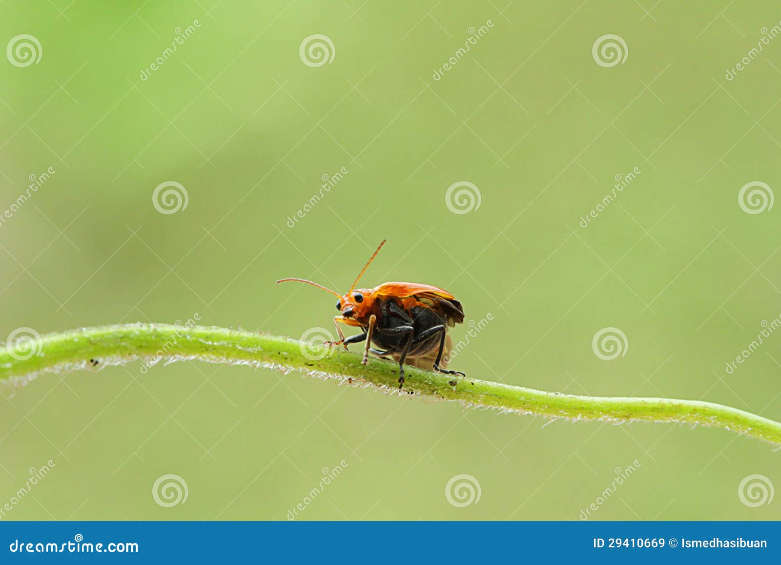 Red bug on branch plant stock image. Image of back, green - 29410669