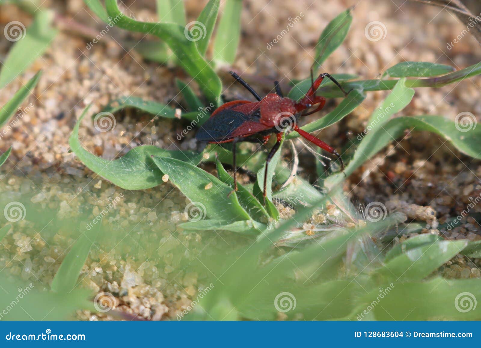Red Bug stock photo. Image of love, bugs, beautiful - 128683604