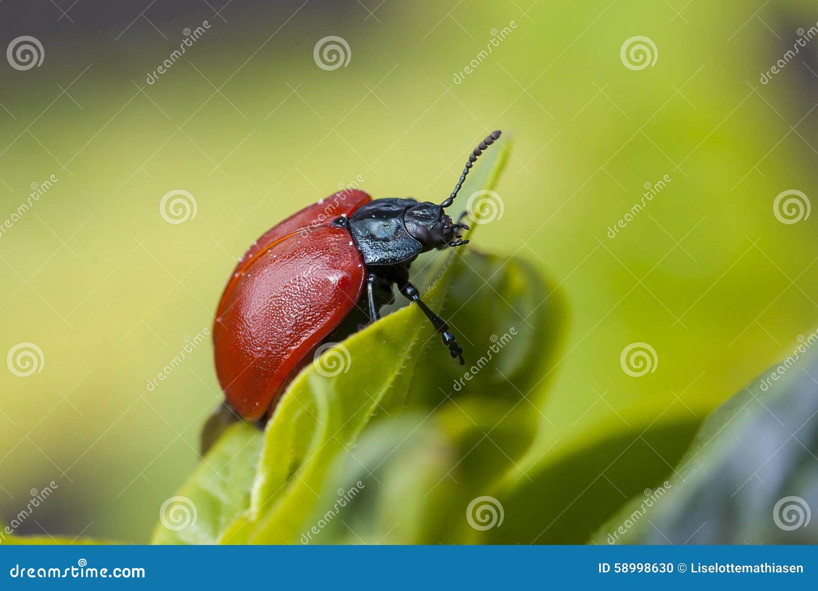 Red Bug stock photo. Image of close, nature, macro, denmark - 58998630