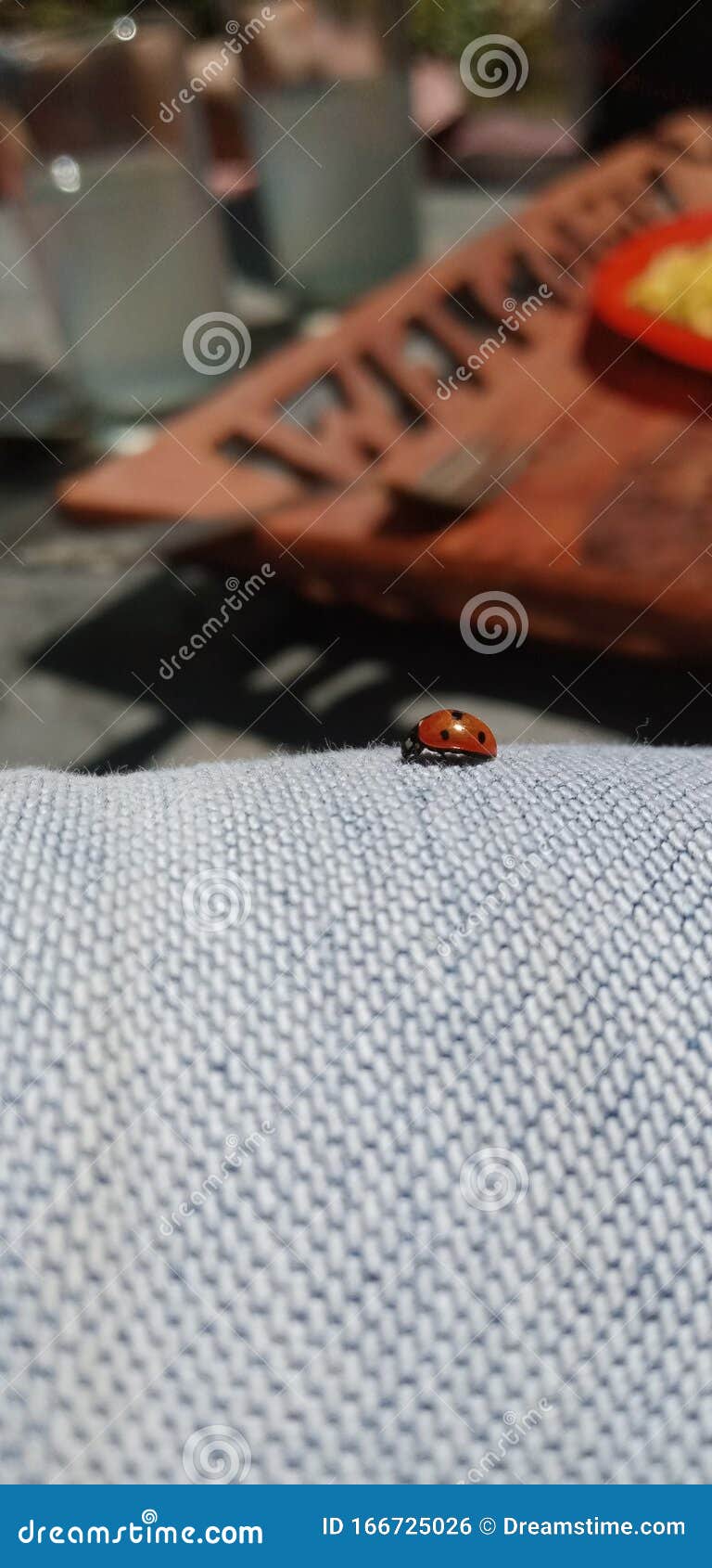 A red bug on the clothes stock photo. Image of dalhousie - 166725026