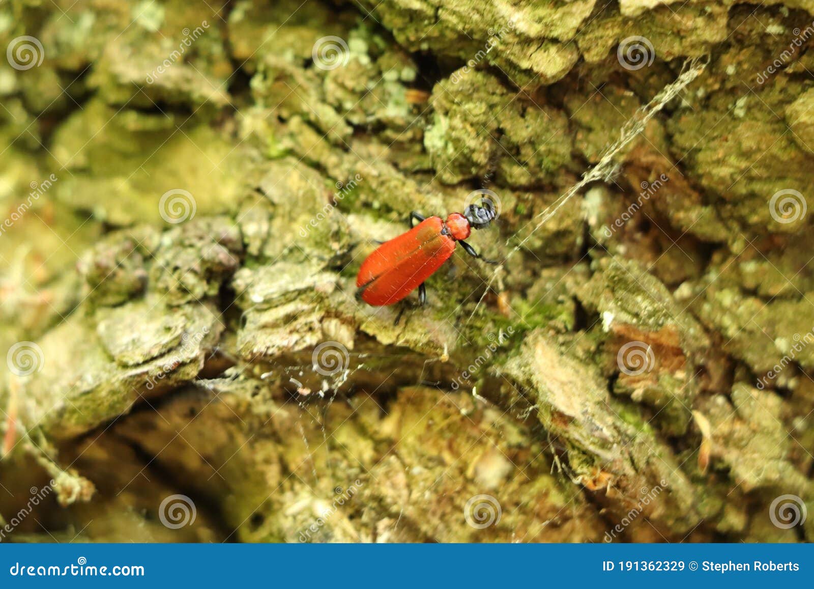 Red Bug Crawling Over the Tree Bark at the Start of Summer Stock Image ...