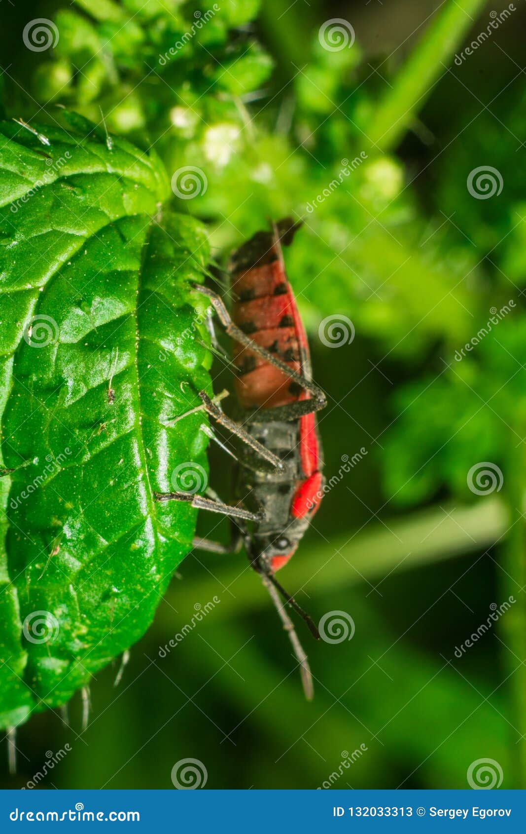 Red Bug Sitting on the Grass Leaf Extreme Close Up Stock Image - Image ...