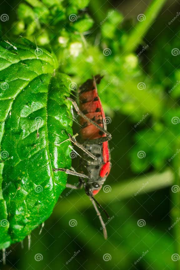 Red Bug Sitting on the Grass Leaf Extreme Close Up Stock Image - Image ...