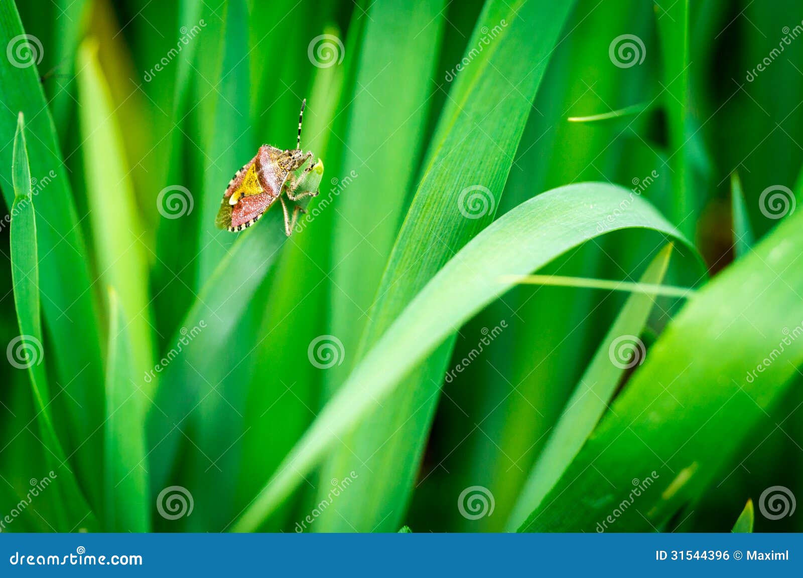 Red Bug on grass stock photo. Image of grass, insects - 31544396