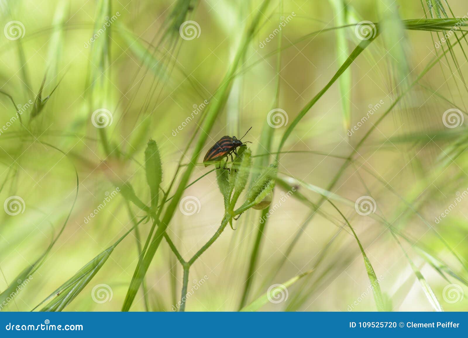 Red bug in the grass stock photo. Image of climbing - 109525720