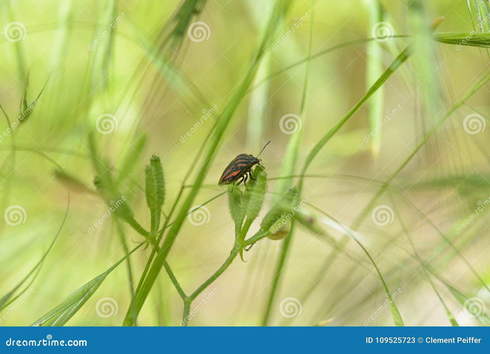 Red bug in the grass stock image. Image of grass, cercopis - 109525723