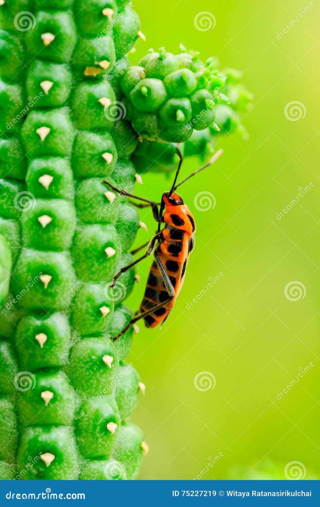 Red bug on green cactus stock image. Image of succulent - 75227219