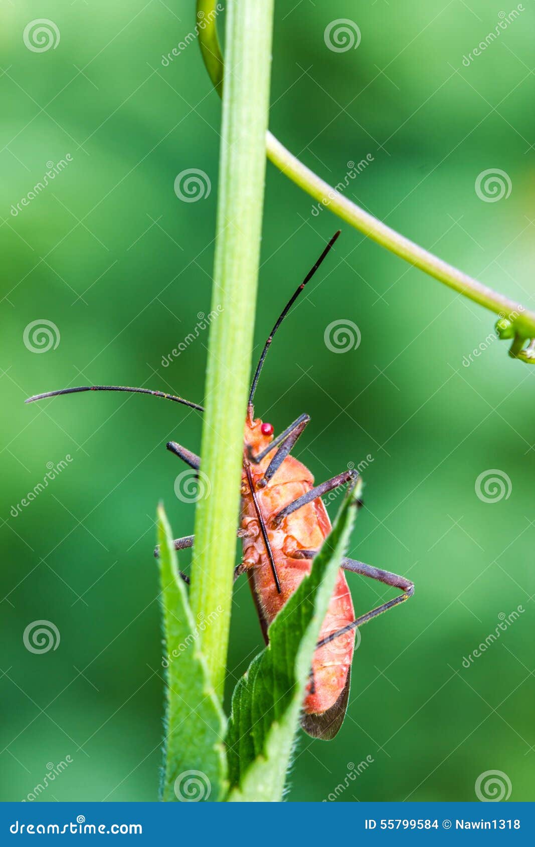 Red bug on green leaf stock photo. Image of pentatomidae - 55799584