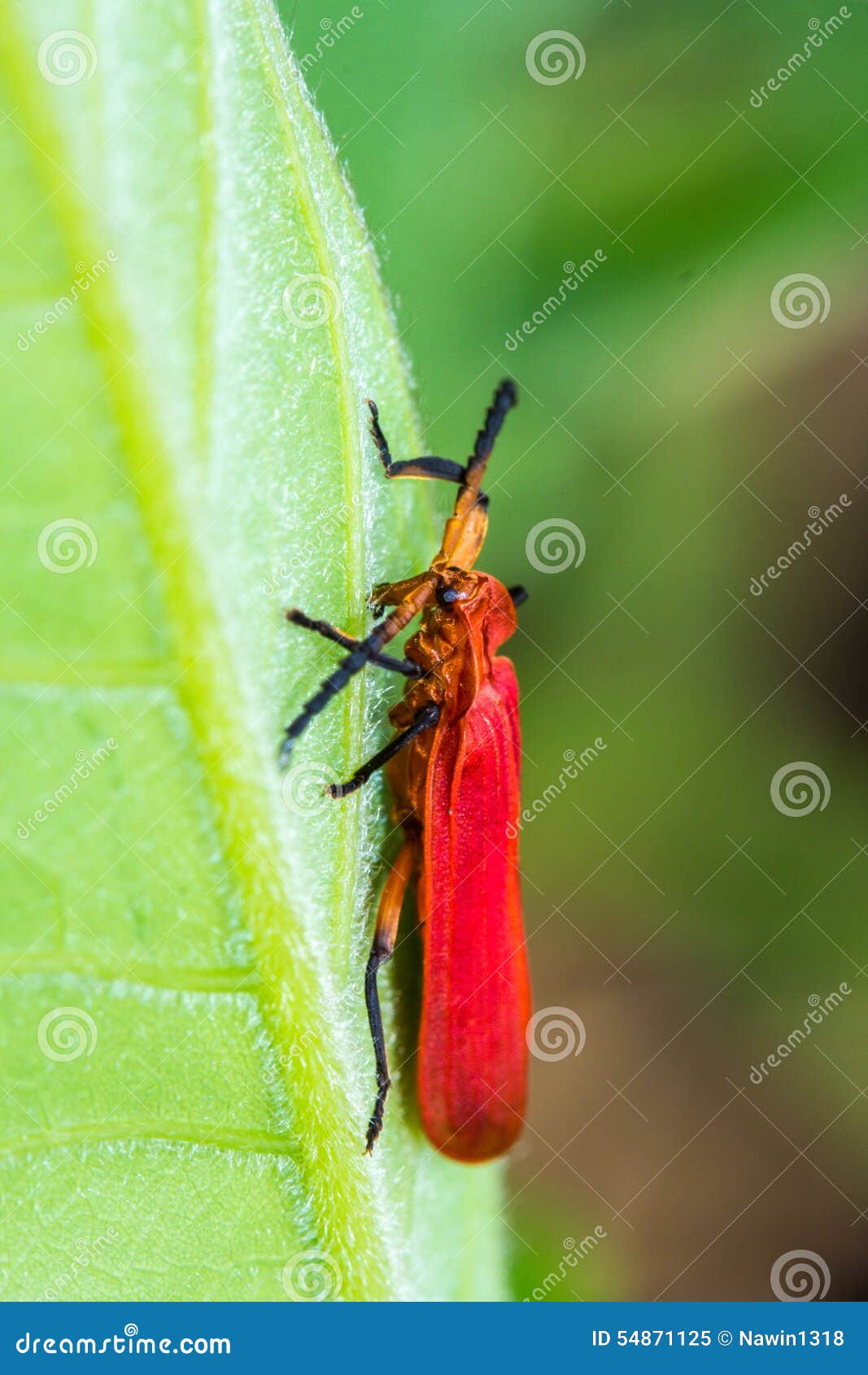 Red bug on green leaf stock image. Image of hemiptera - 54871125