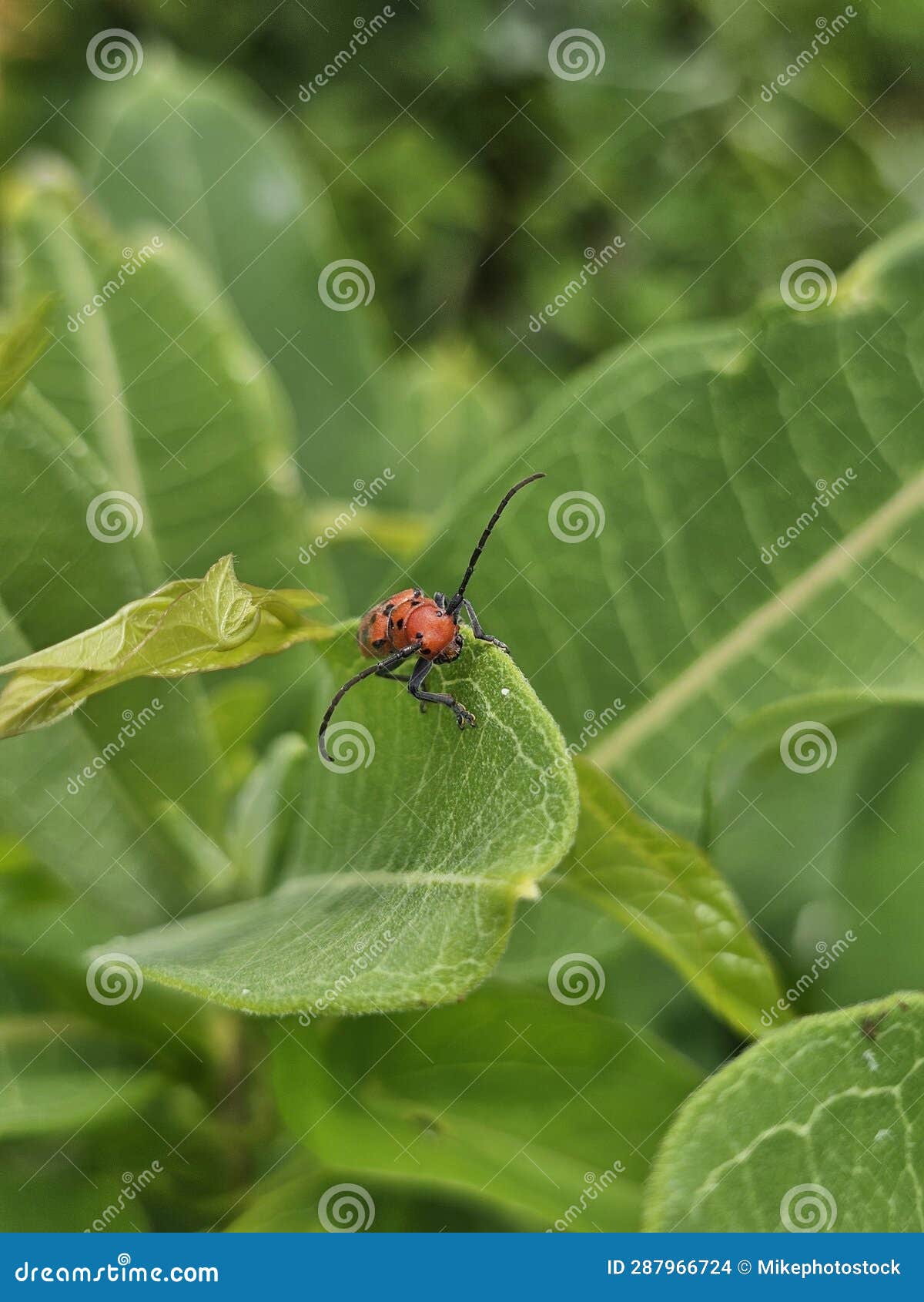 Red bug green leaves plant stock photo. Image of flower - 287966724