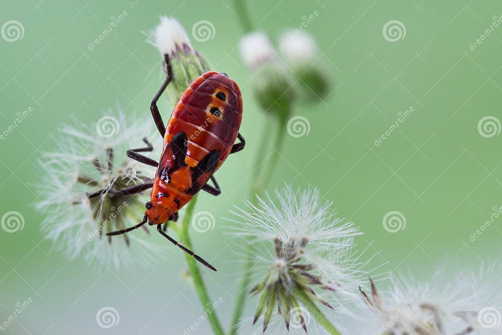 Red bug stock photo. Image of animal, hemiptera, black - 62284788