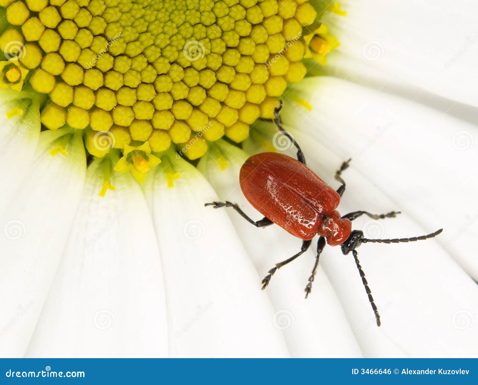 Red bug in a ox-eye stock photo. Image of brightly, camomile - 3466646