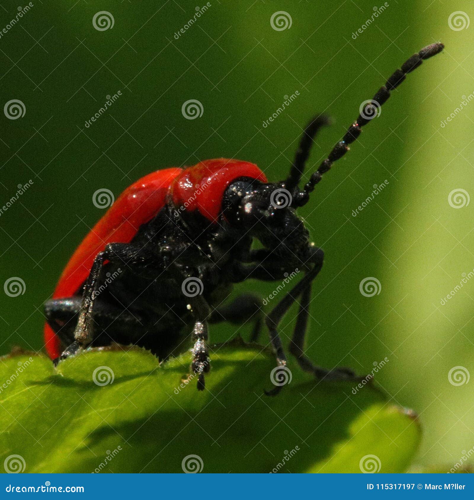 Red bug stock image. Image of animal, insect, plant - 115317197