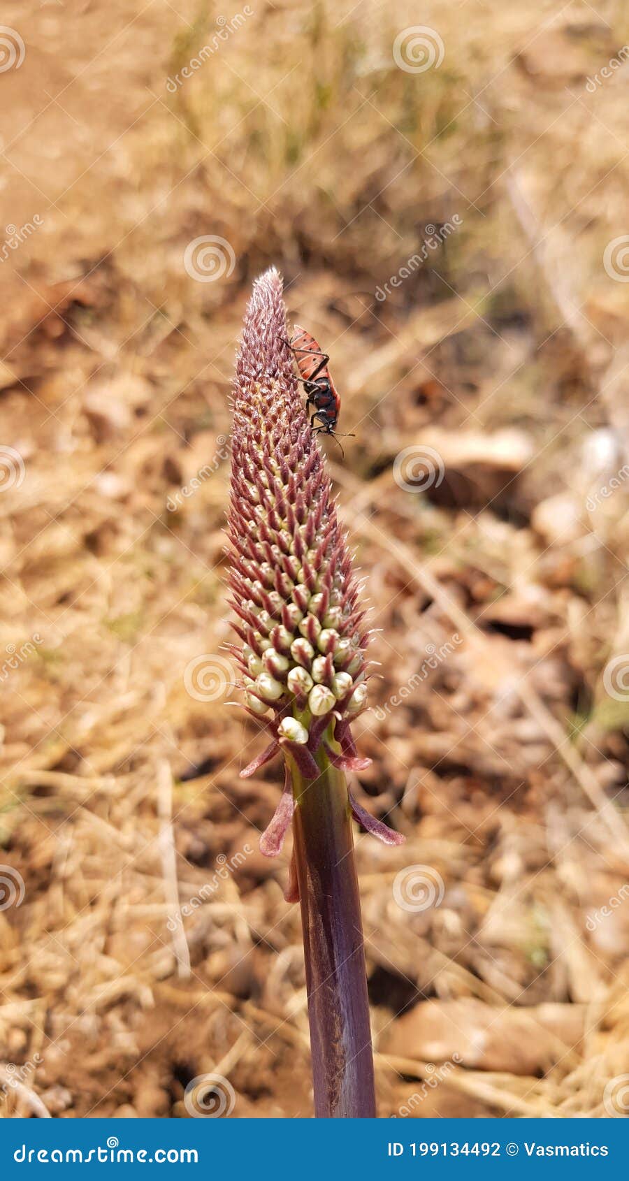 Red bug on a pointy plant stock photo. Image of blurred - 199134492
