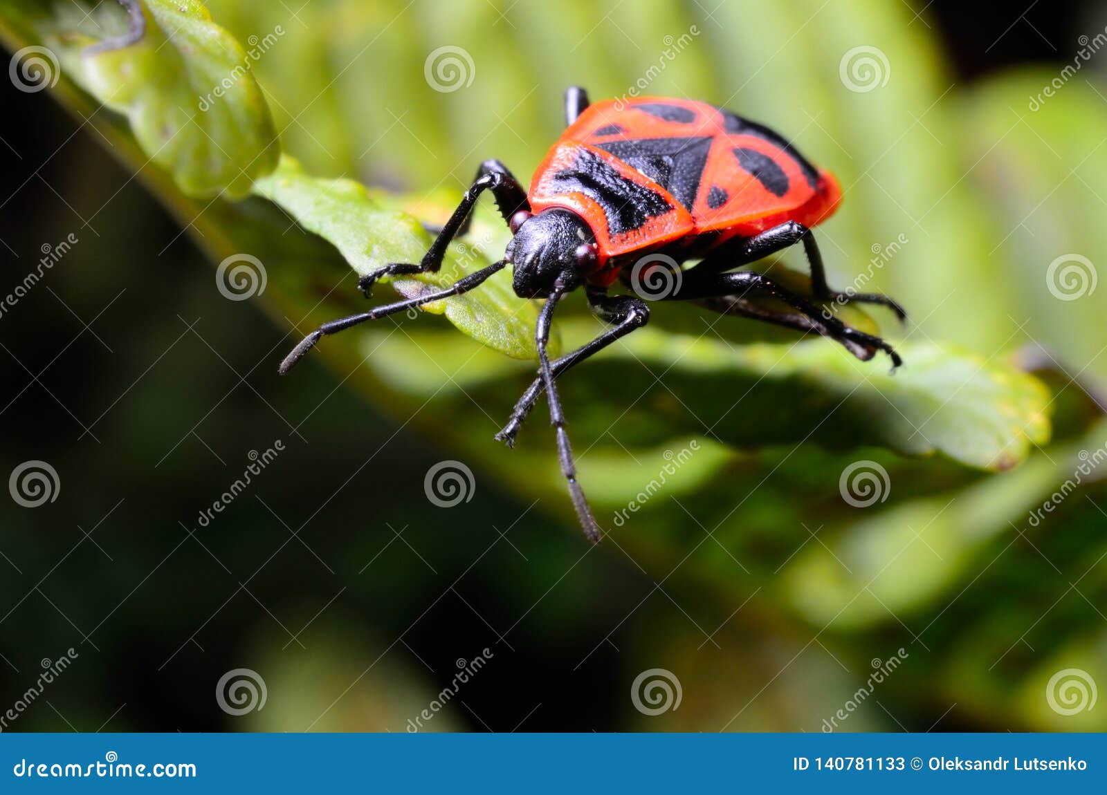 Red bug Pyrrhocoridae stock image. Image of close, background - 140781133