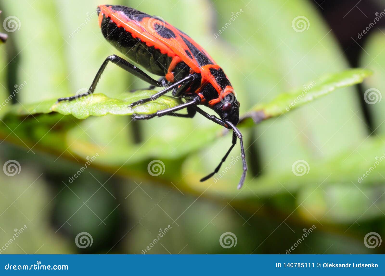 Red bug Pyrrhocoridae stock image. Image of cotton, horizontal - 140785111